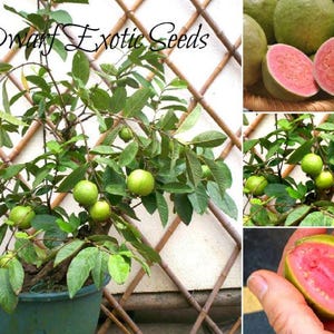 Non-gmo SEEDS - Dwarf Ruby Guava – “psidium Guajava” Thailand Exotic ...