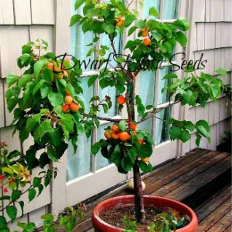 Dwarf Fruit Tree - Etsy