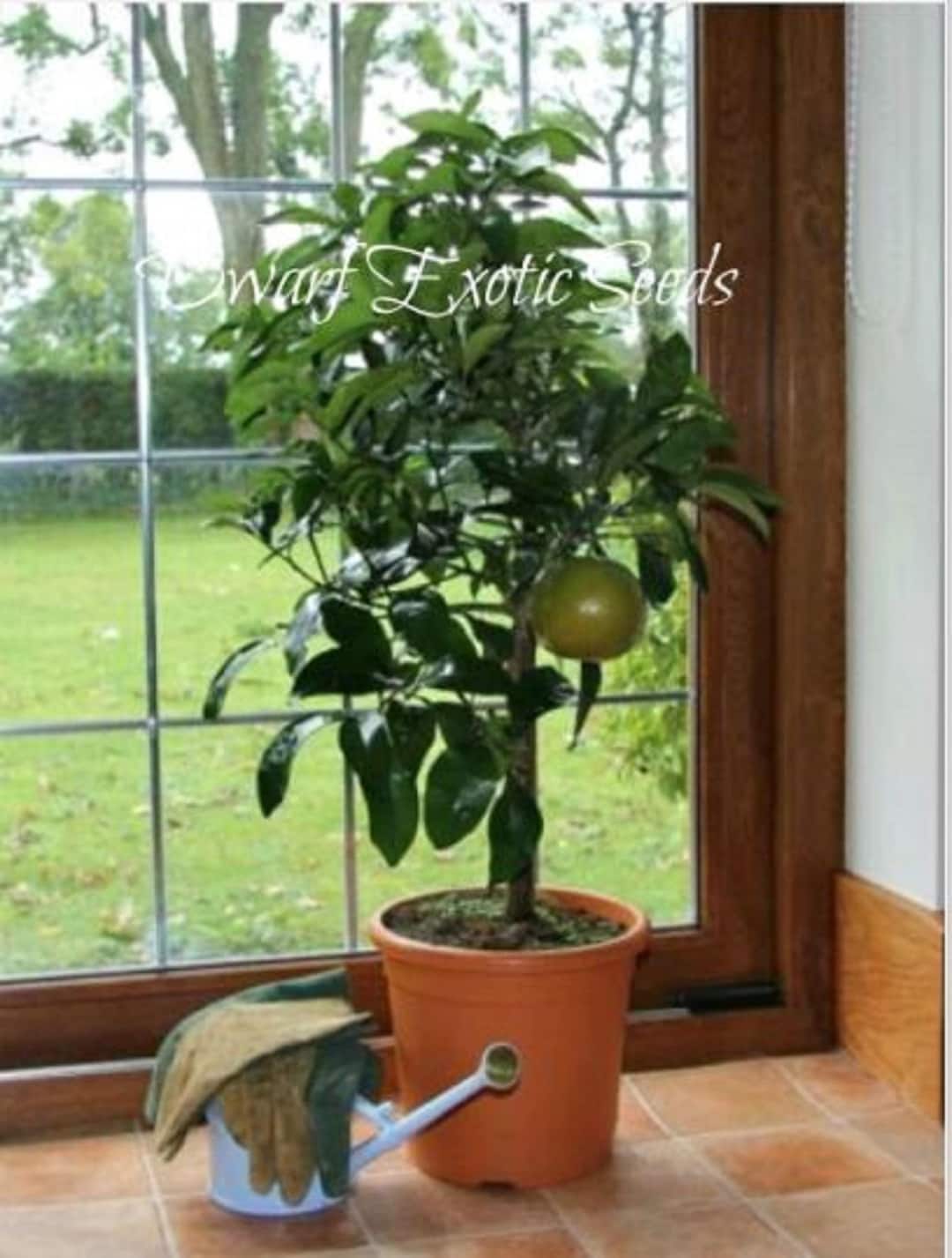 Non-gmo SEEDS – Self-fertile Dwarf Grapefruit “rio Red” "citrus ...