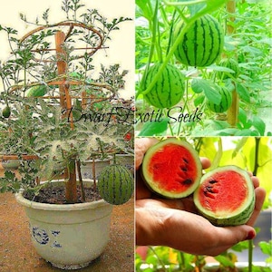 Non-gmo SEEDS - Dwarf Watermelon “little Baby Flower” (citrullus ...