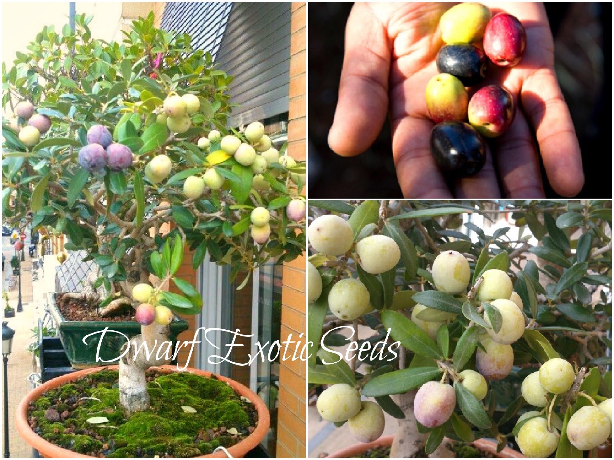 SEEDS – RARE Bonsai Olive Tree “cailletier” for Small Garden, Patio ...