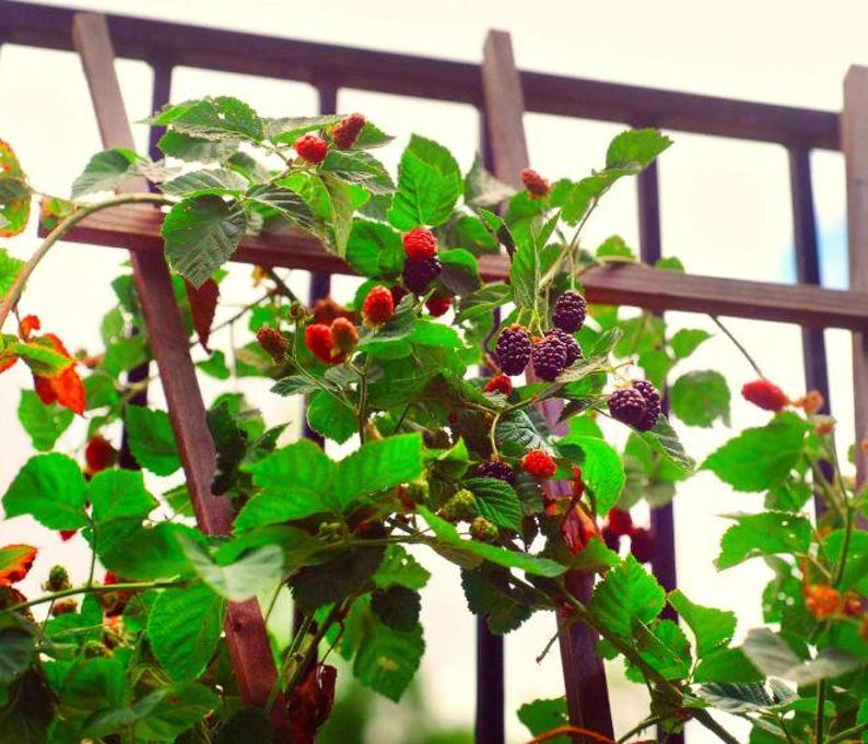 Non-gmo SEEDS - Self-pollinating “prime Jan” Blackberry Bush for Your ...