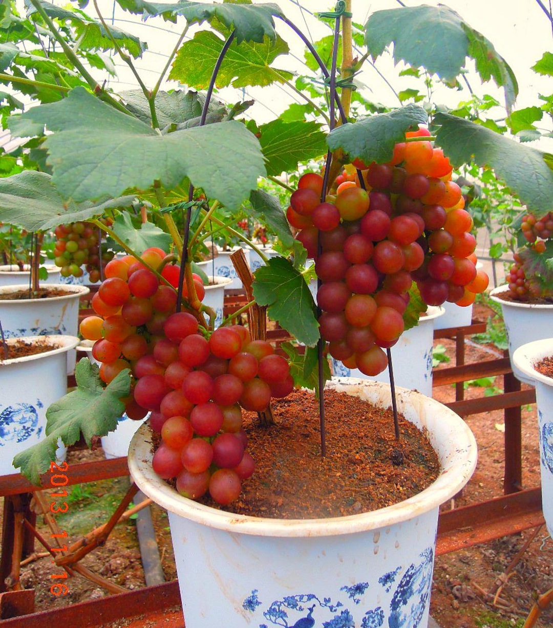GRAINES sans OGM – Raisin rouge « Aki Queen » nain géant du Japon ...