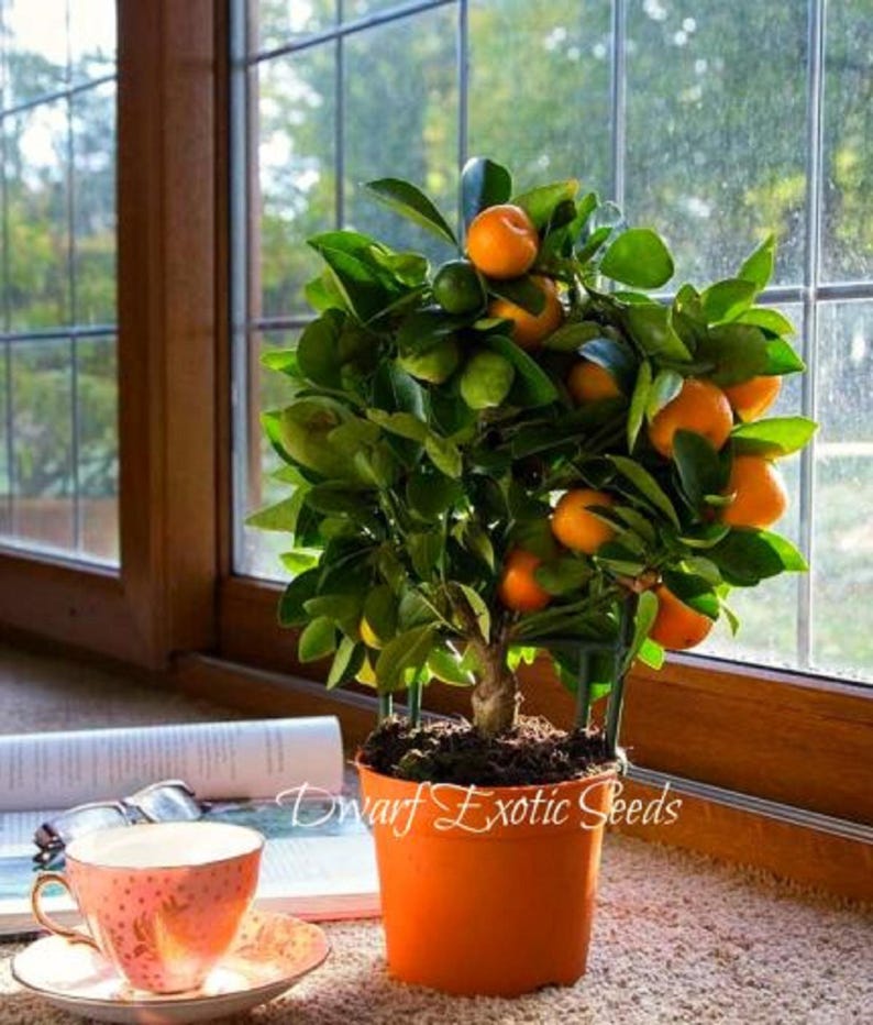 Non-gmo SEEDS – Indoor Ornamental Bonsai Citrus Calamondin “× ...