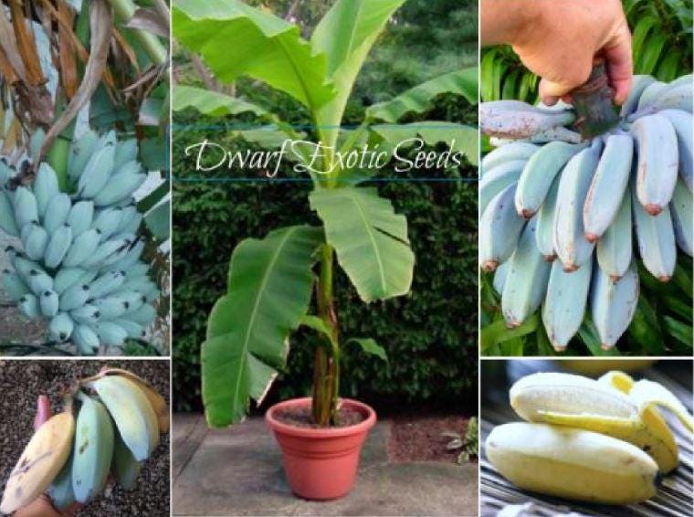 Non-gmo SEEDS – EXTREMELY Rare Dwarf “blue Java” Aka Ice Cream Banana ...