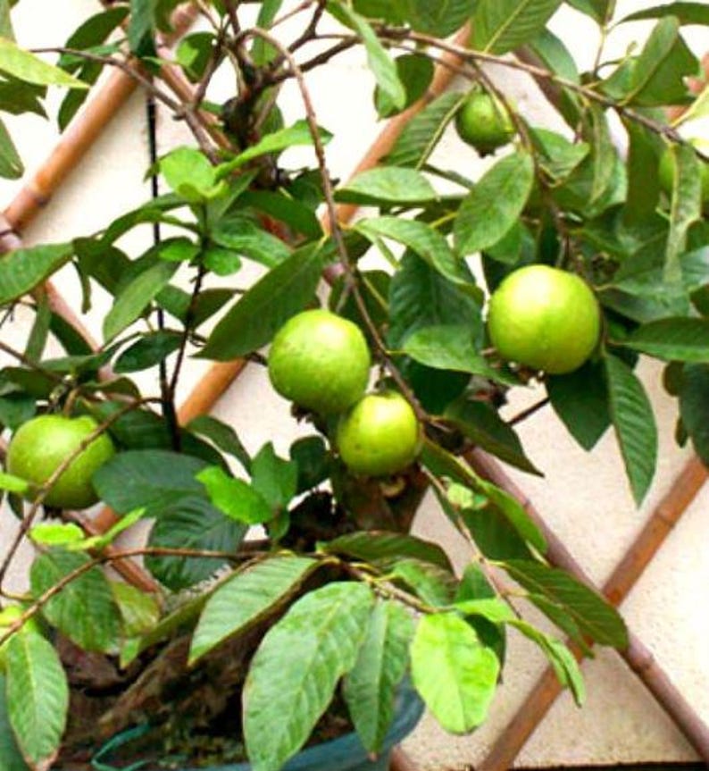 Non-gmo SEEDS - Dwarf Ruby Guava – “psidium Guajava” Thailand Exotic ...