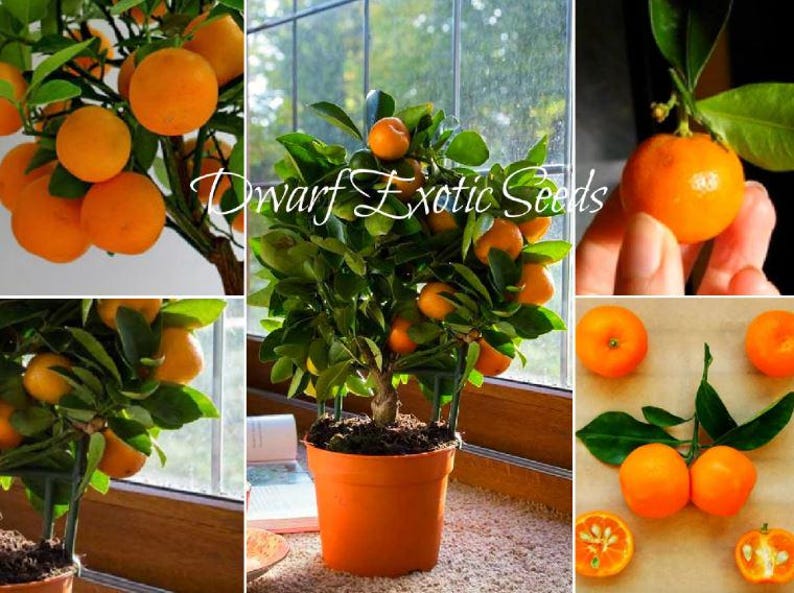 Non-gmo SEEDS – Indoor Ornamental Bonsai Citrus Calamondin “× ...