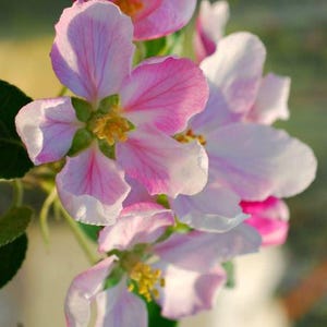 Non-gmo SEEDS - Attractive Compact Dwarf Fiesta Apple Tree “malus ...