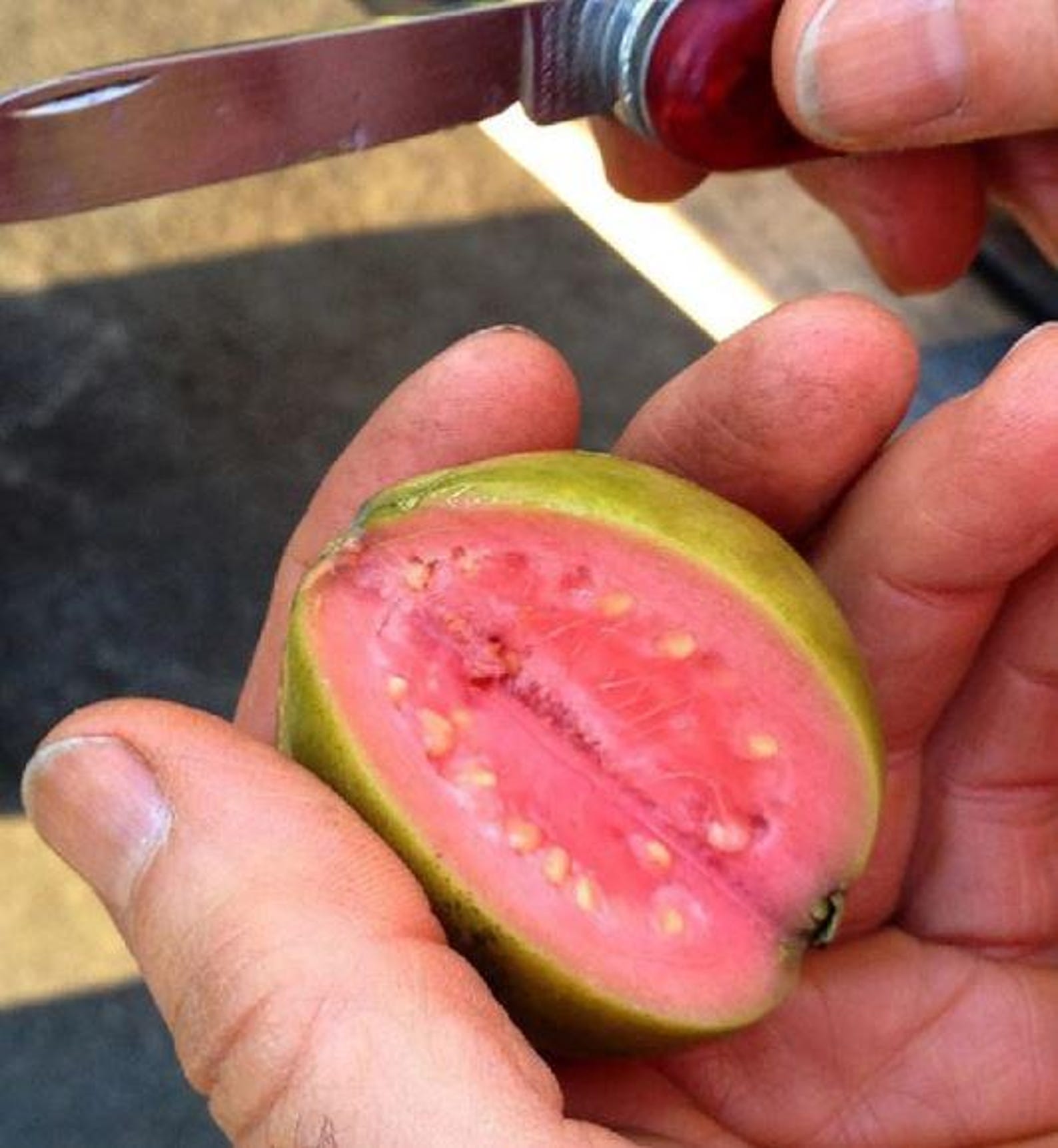 Non-gmo SEEDS - Dwarf Ruby Guava – “psidium Guajava” Thailand Exotic ...