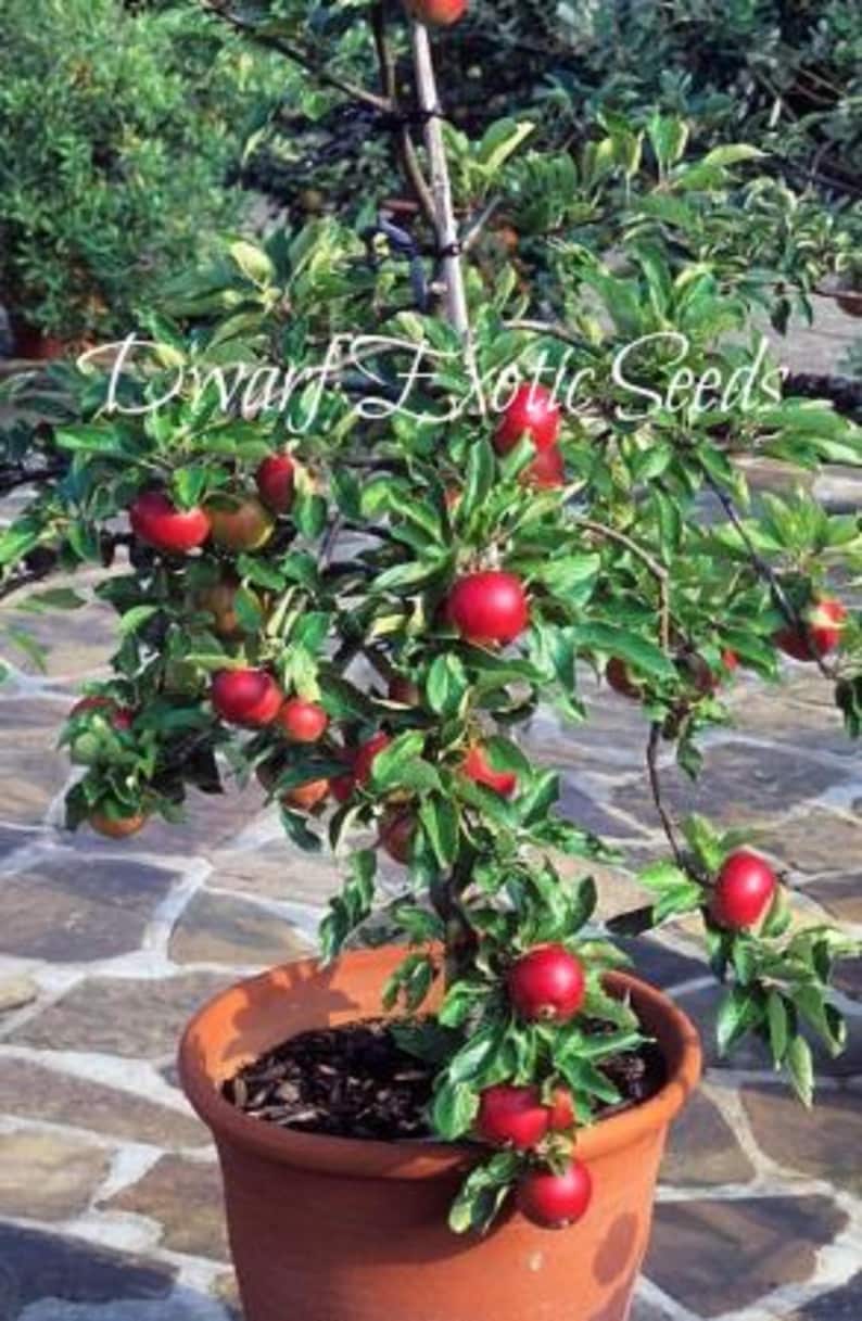 Non-gmo SEEDS – NEW Dwarf Apple “tickled Pink” Self-fertile and Hardy ...