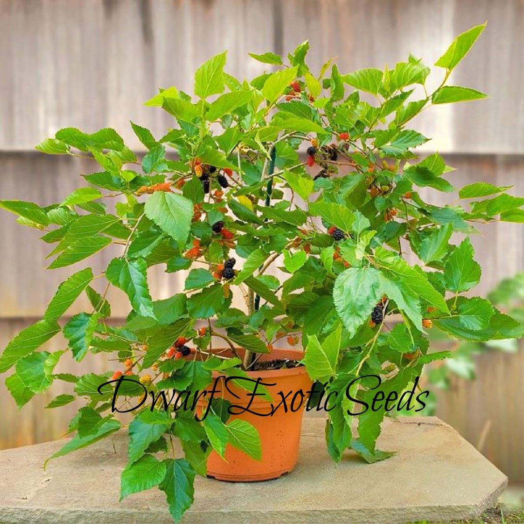 Non-gmo SEEDS - Rare and Abundant Producer Dwarf Mulberry “issai ...