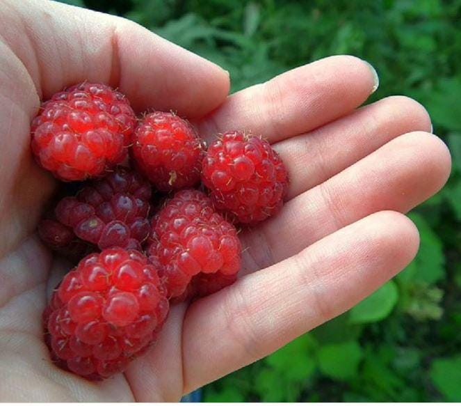 Non-gmo SEEDS - Self-pollinating “caroline Red” Dwarf Raspberry Upright ...