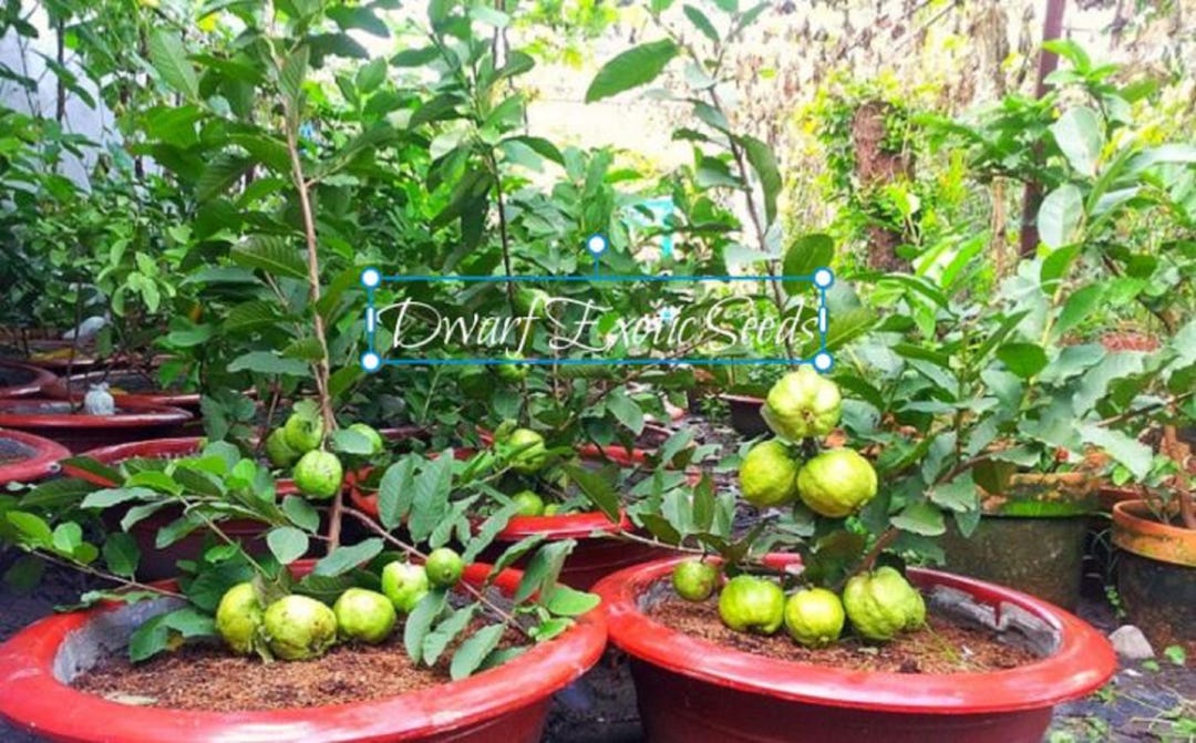 Non-gmo SEEDS – Huge Guava, (psidium Guajava) Rare Dwarf “kilo Guava ...