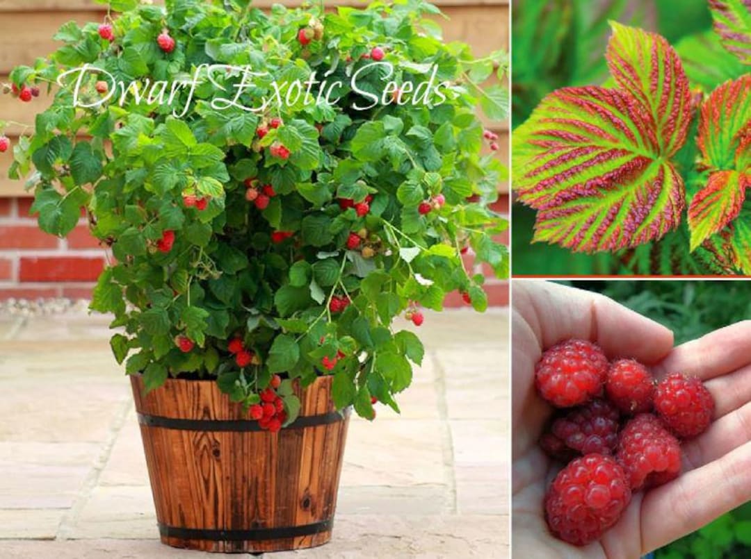 Non-gmo SEEDS - Self-pollinating “caroline Red” Dwarf Raspberry Upright ...