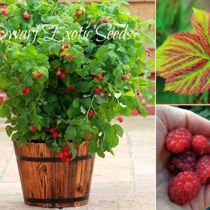 Non-gmo SEEDS - Self-pollinating “caroline Red” Dwarf Raspberry Upright ...