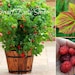 Non-gmo SEEDS - Self-pollinating “caroline Red” Dwarf Raspberry Upright ...