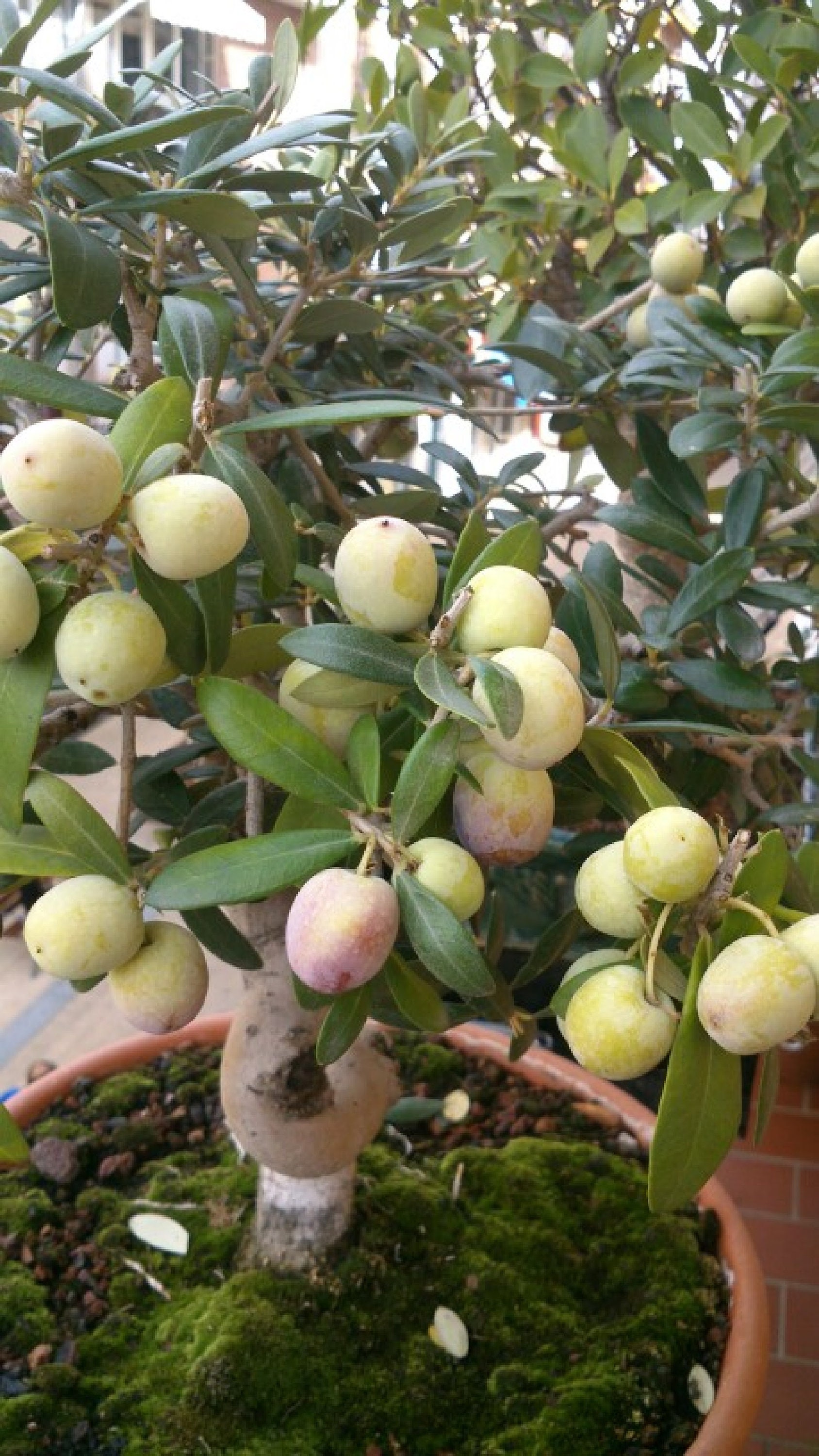 SEEDS RARE Bonsai Olive Tree cailletier for Small Garden - Etsy Canada