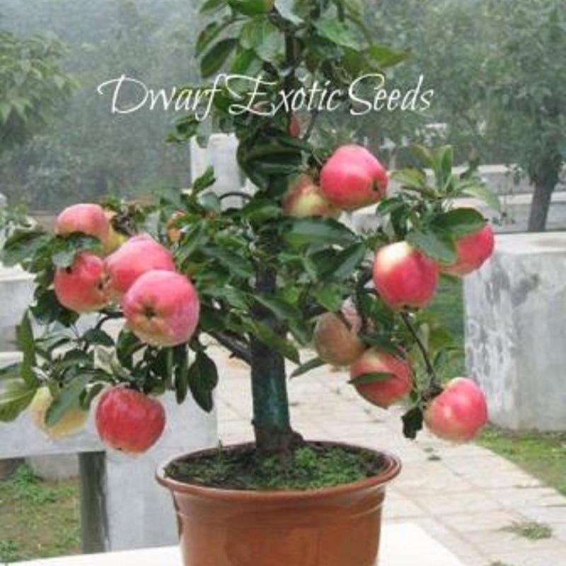 Ultra Dwarf Fruit Trees - Etsy