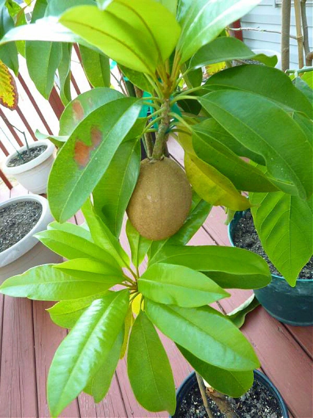 Non-gmo SEEDS – RARE Dwarf Everbearing Variety Sapodilla “silas Woods ...