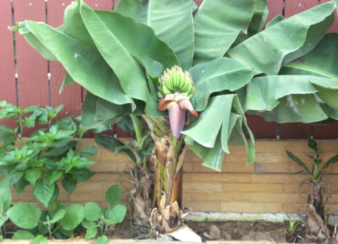 Non-gmo SEEDS Very Hardy Musa “orinoco” Dwarf Banana Tree Seeds – Zone ...