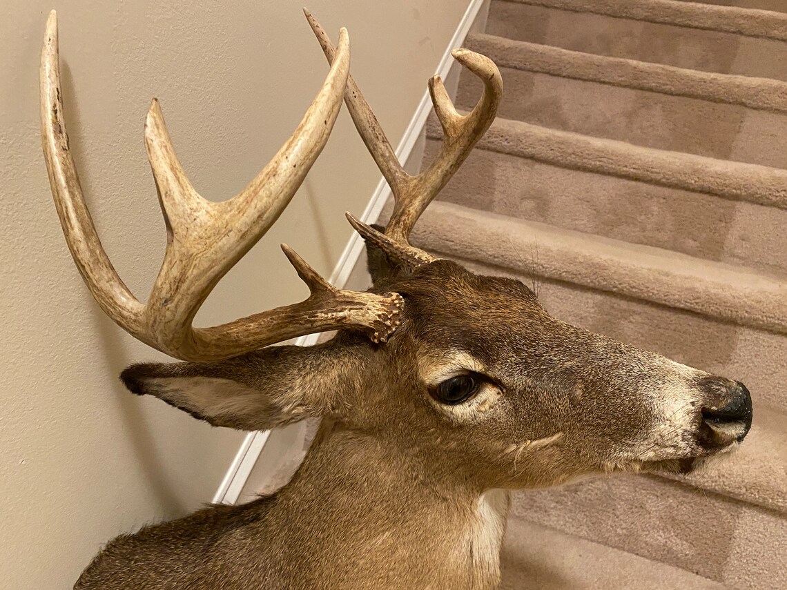Whitetail 8-point Buck Shoulder Mount - Etsy