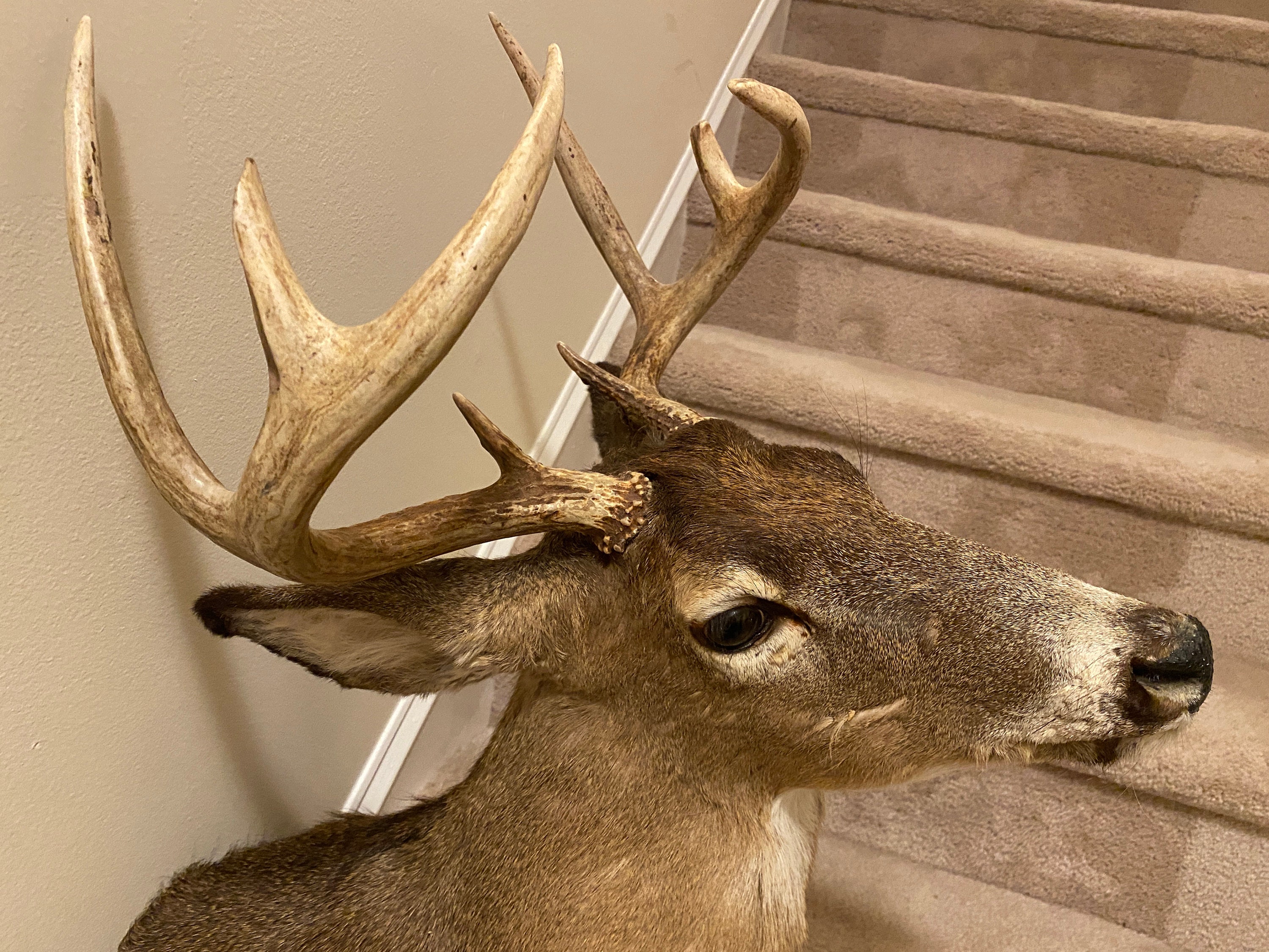 Whitetail 8-point Buck Shoulder Mount - Etsy