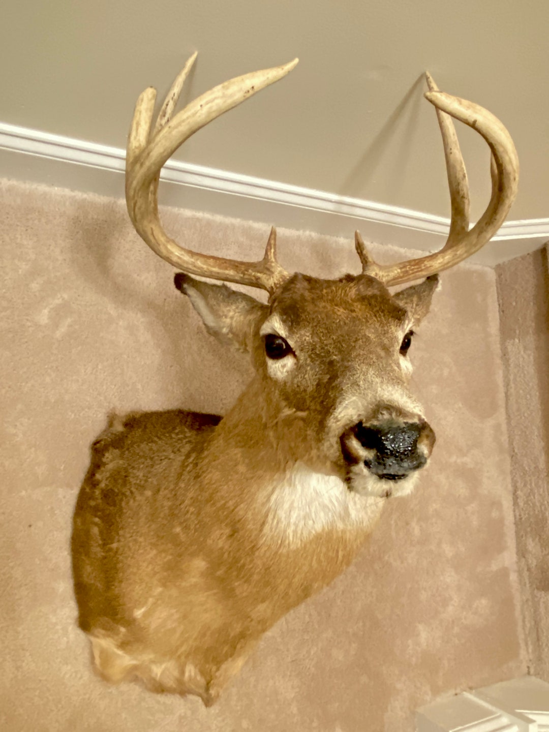 Whitetail 8-point Buck Shoulder Mount - Etsy