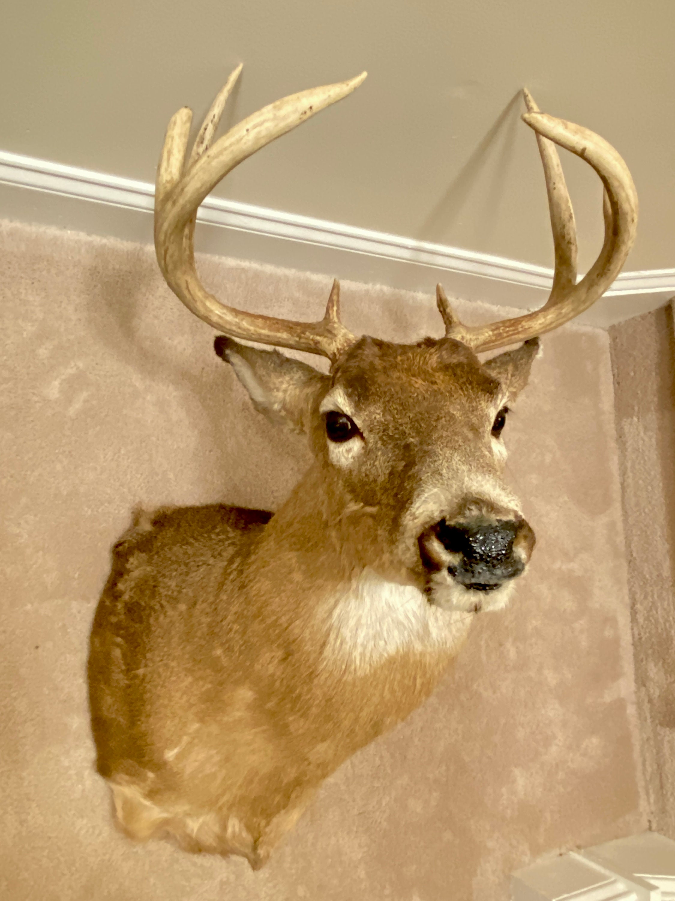 Whitetail 8-point Buck Shoulder Mount - Etsy