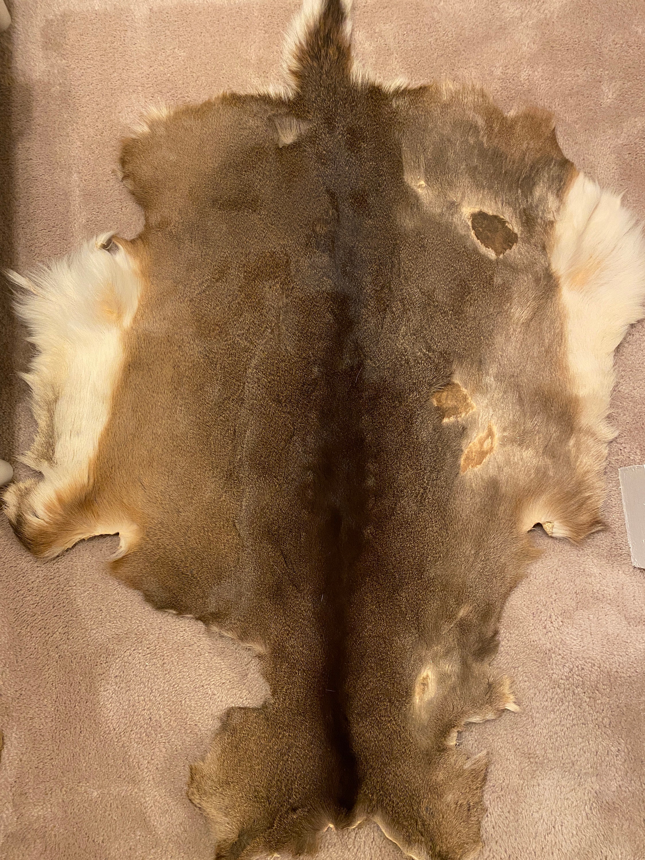 Whitetail Deer Hide - Etsy