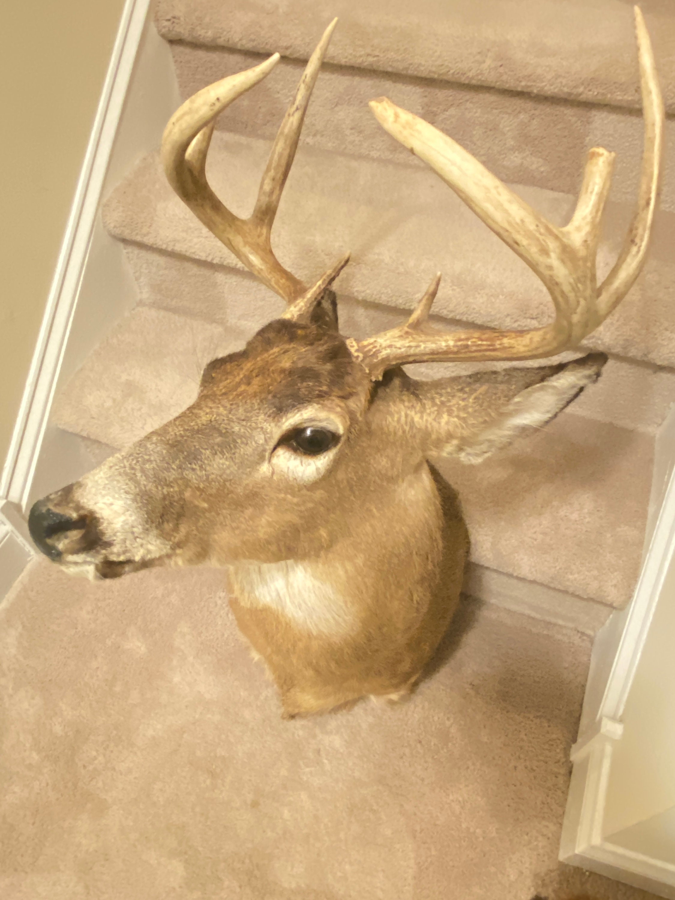 Whitetail 8-point Buck Shoulder Mount - Etsy