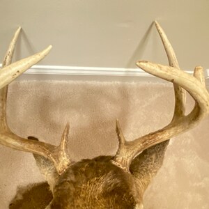 Whitetail 8-point Buck Shoulder Mount - Etsy