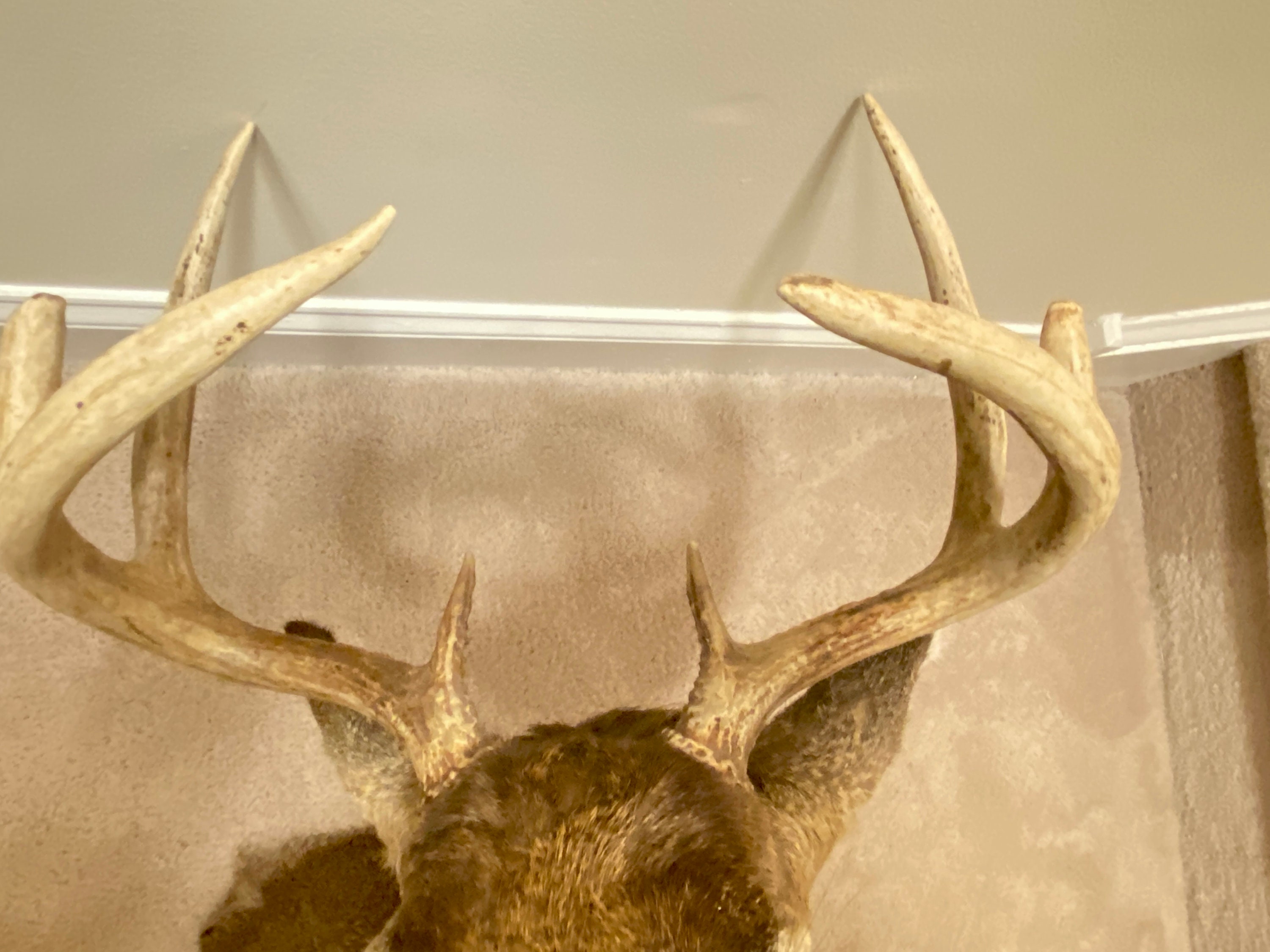 Whitetail 8-point Buck Shoulder Mount - Etsy