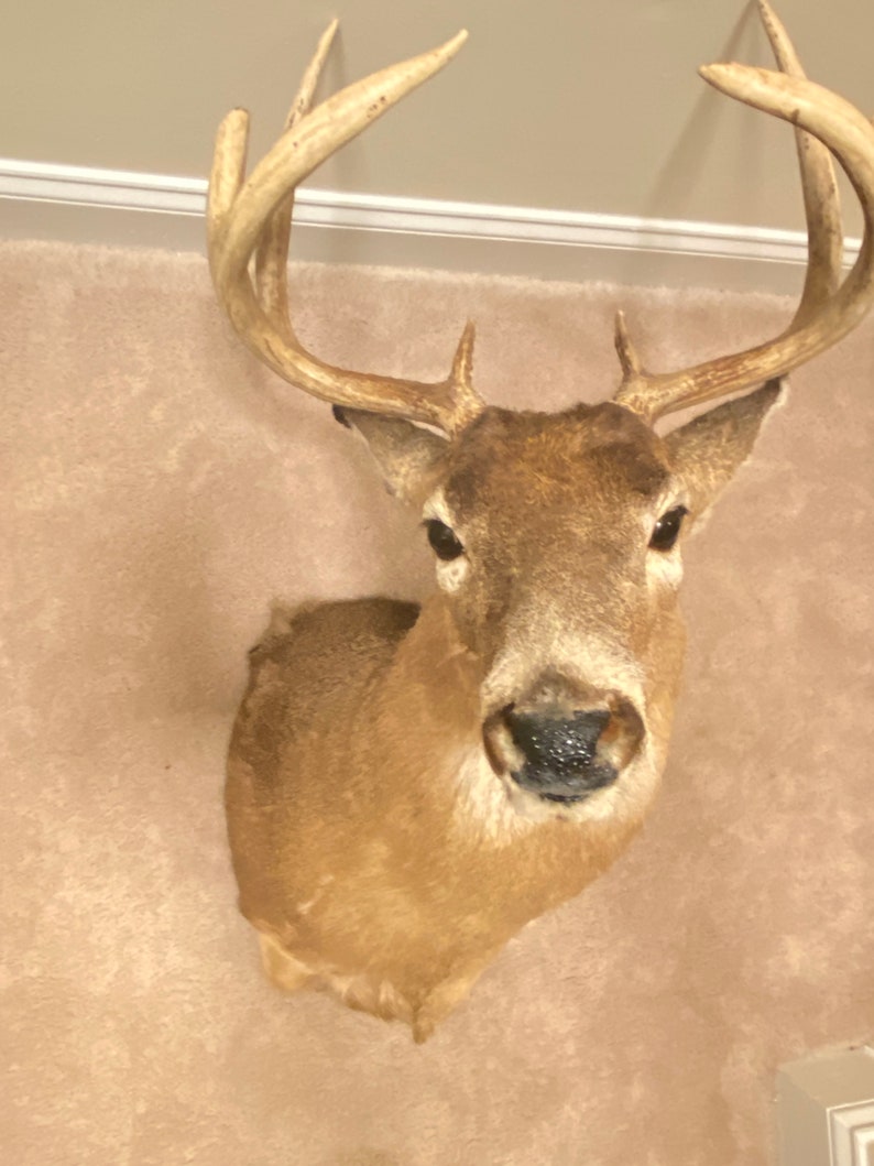 Whitetail 8-point Buck Shoulder Mount - Etsy