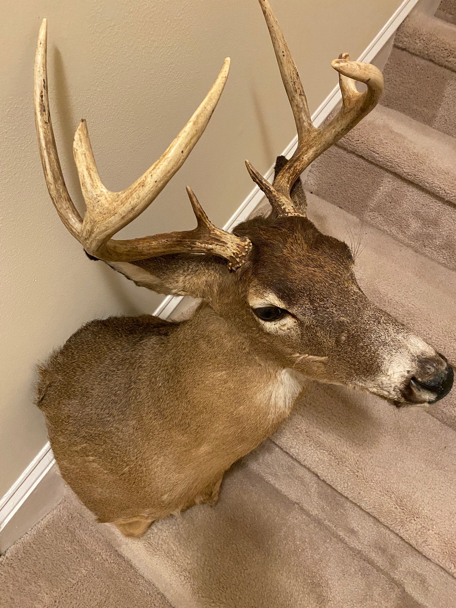 Whitetail 8-point Buck Shoulder Mount - Etsy