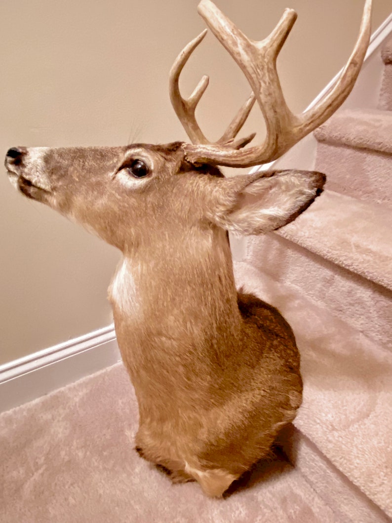 Whitetail 8-point Buck Shoulder Mount - Etsy