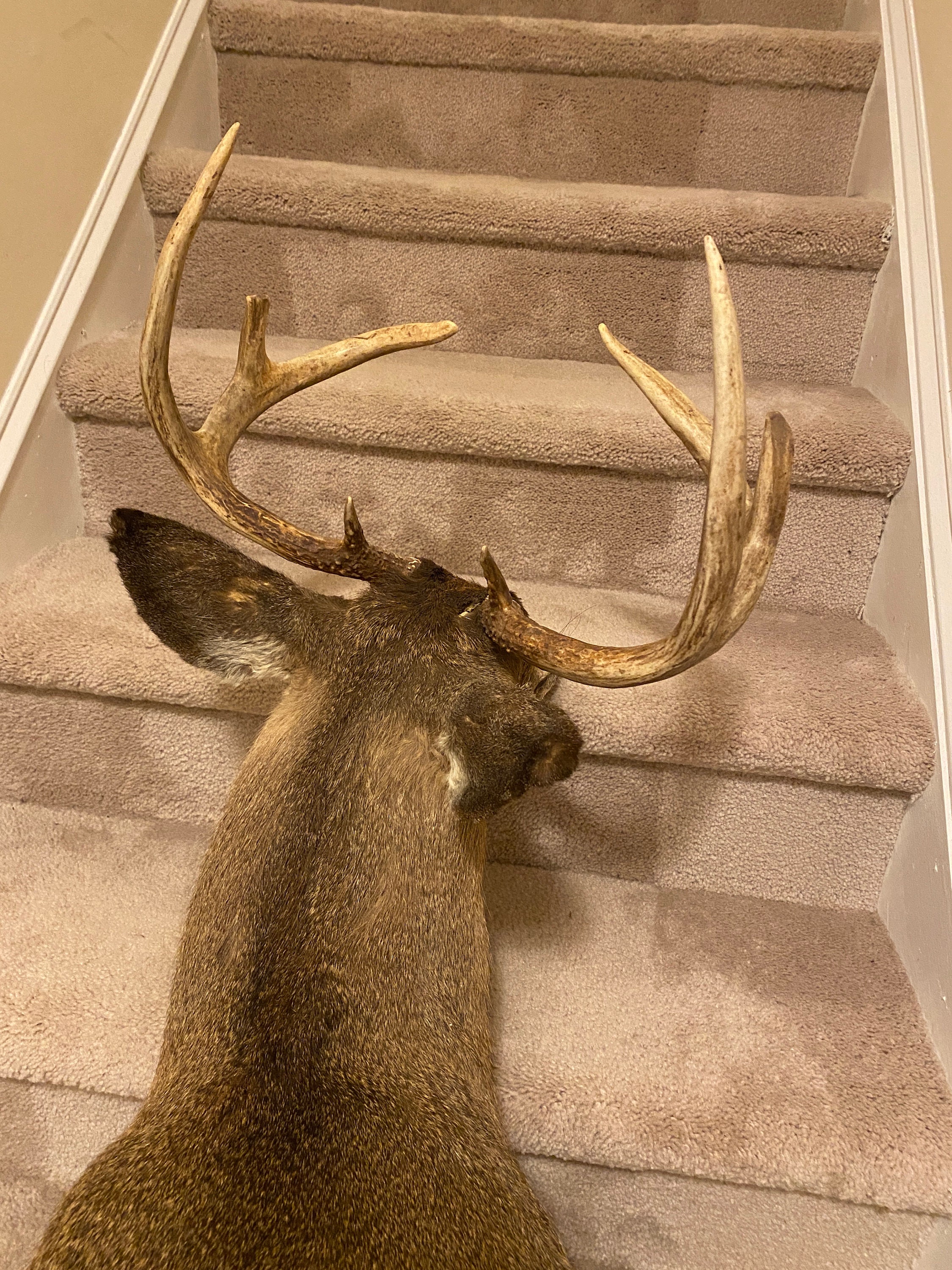 Whitetail 8-point Buck Shoulder Mount - Etsy