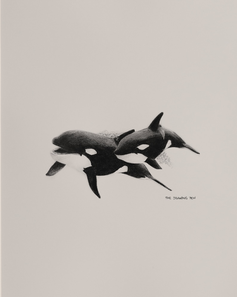 Orca Pencil Drawing Wall Art | Minimalist Animal Wall Art Pencil ...