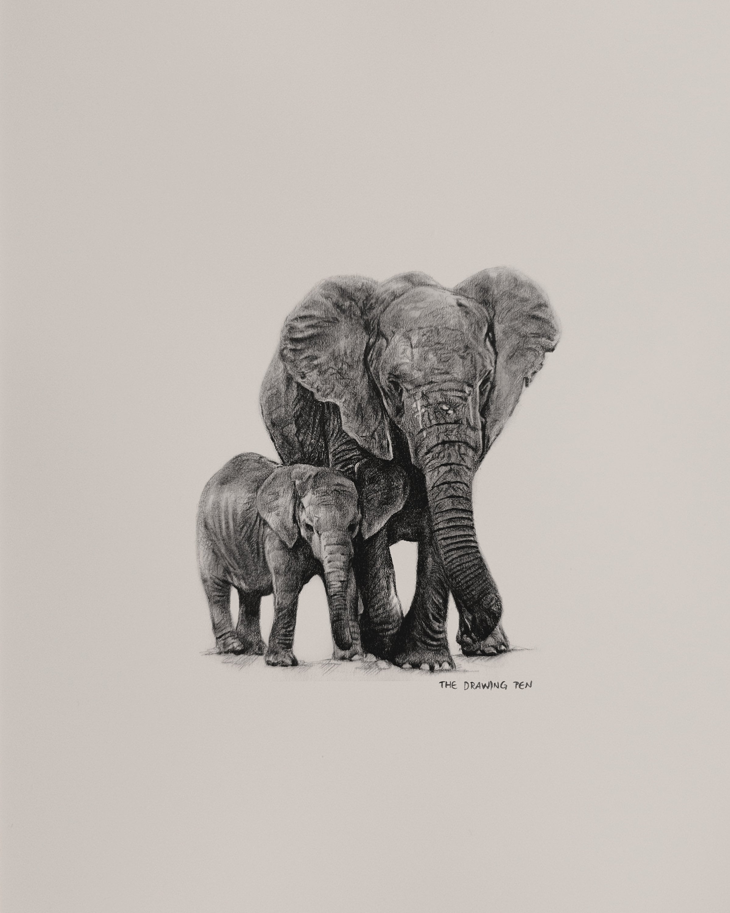 Baby Elephant Pencil Drawing
