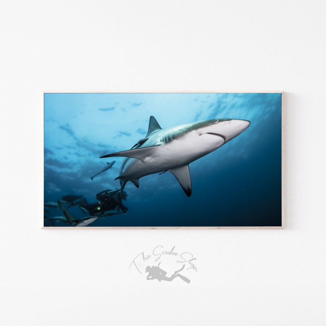 Samsung Frame TV Art | Oceanic Black Tip Shark & Scuba Diver for Frame ...