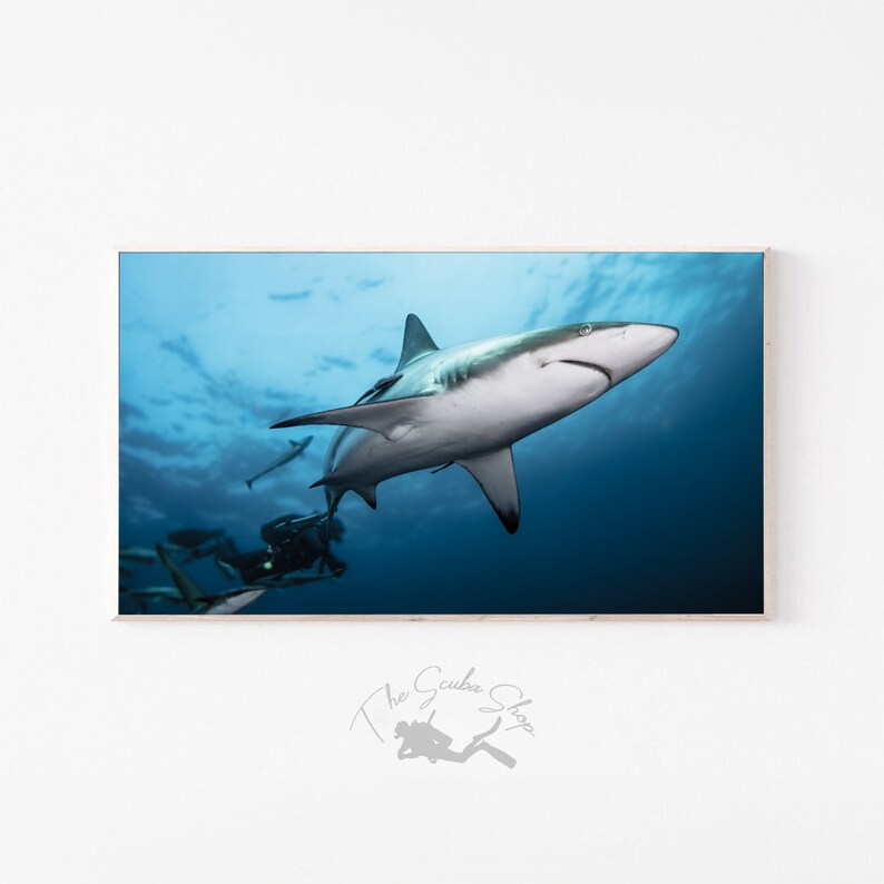 Samsung Frame TV Art | Oceanic Black Tip Shark & Scuba Diver for Frame ...