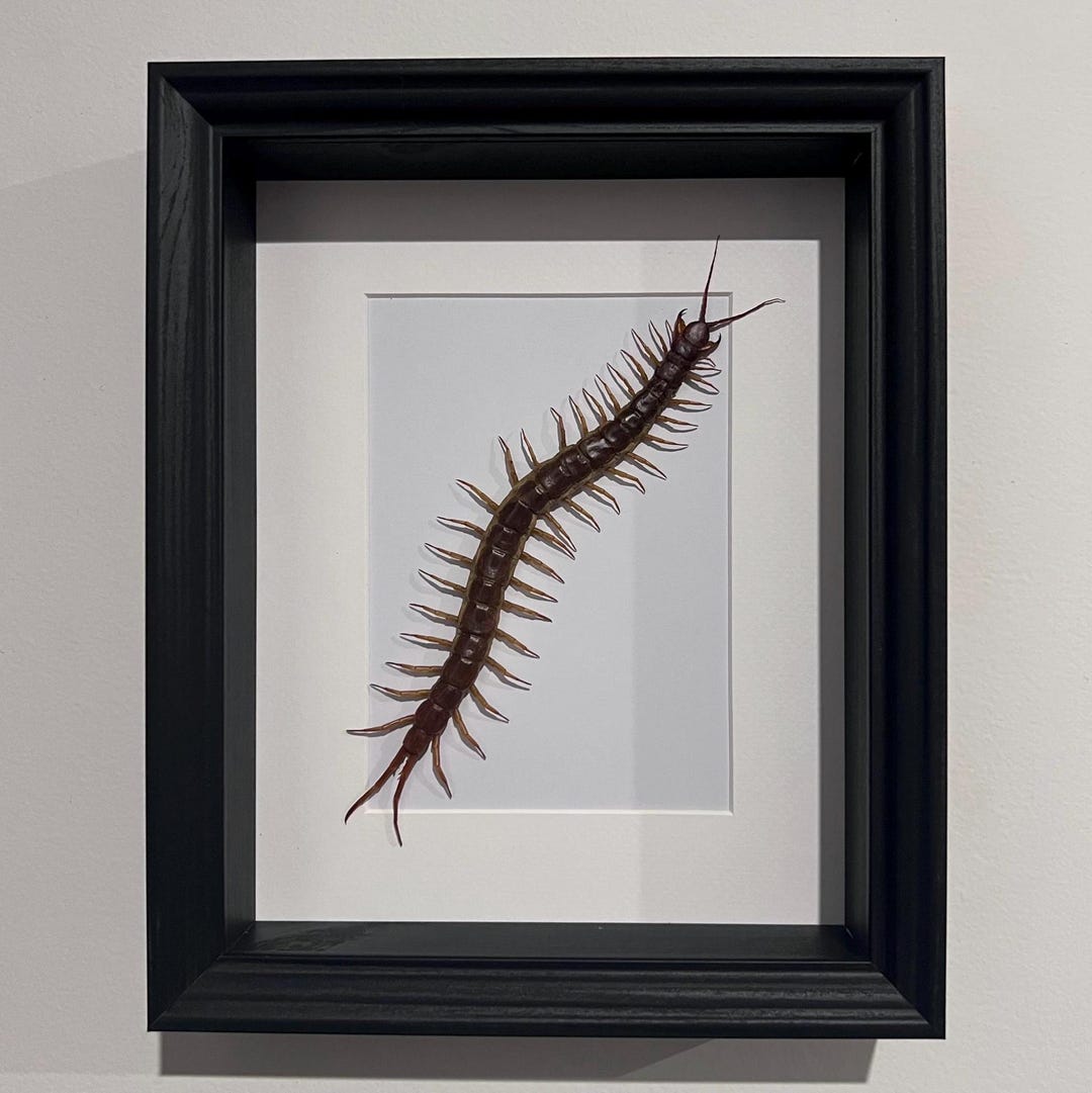 Giant Centipede Frame - Etsy