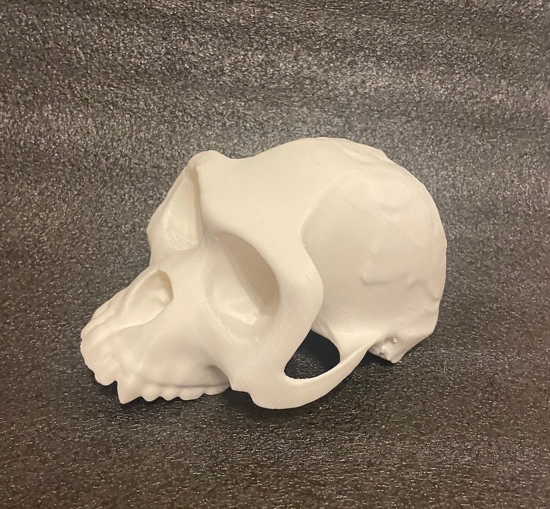 Ardipithecus Ramidus Skull Model - Etsy