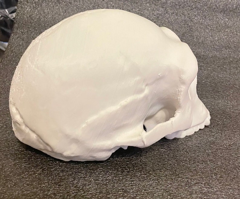 Homo Erectus Skull Model - Etsy