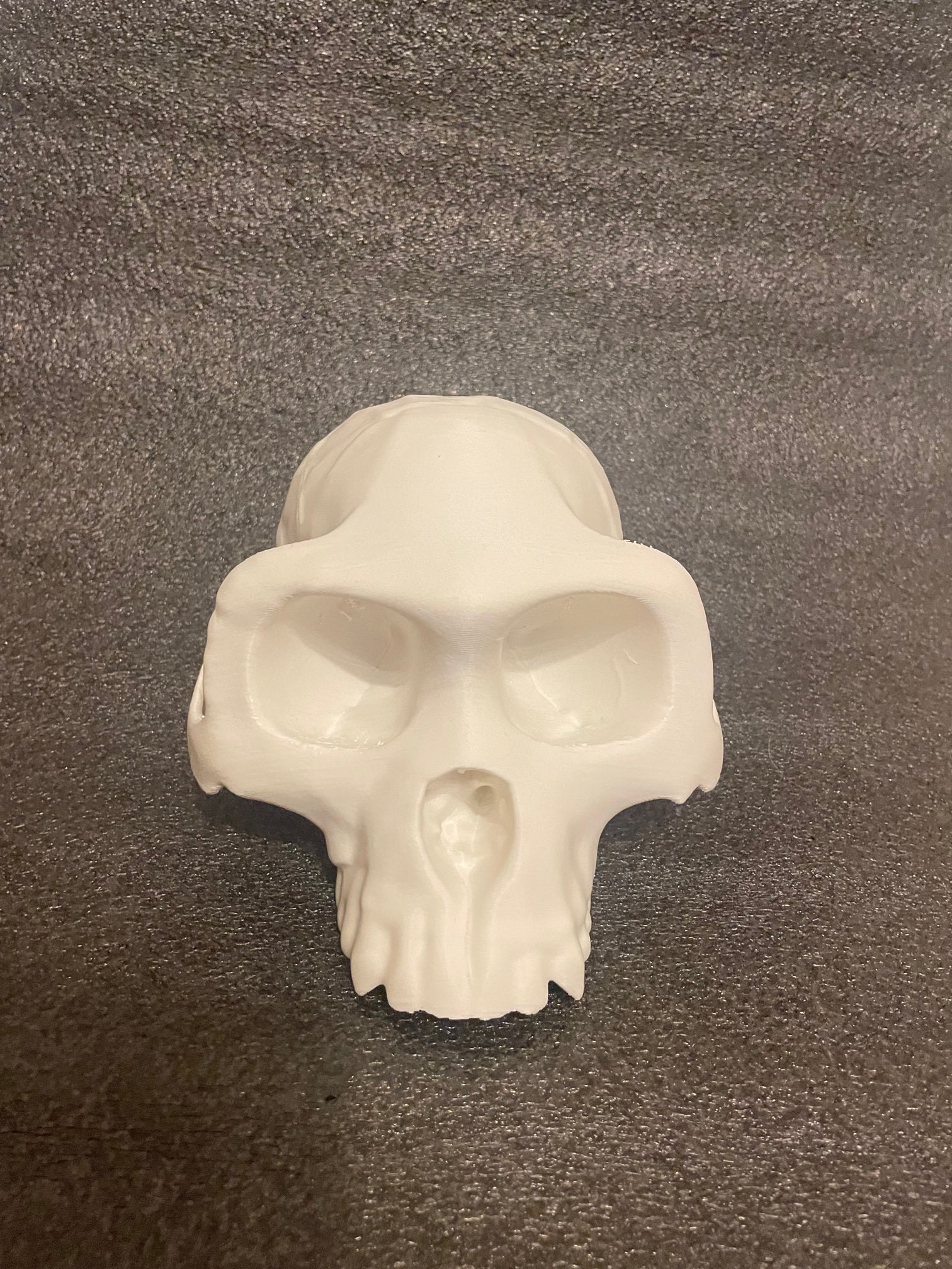 Ardipithecus Ramidus Skull Model - Etsy
