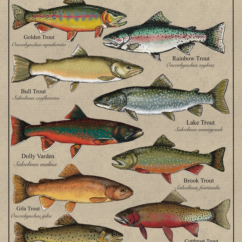 Fish Art Print8x10 - Etsy UK