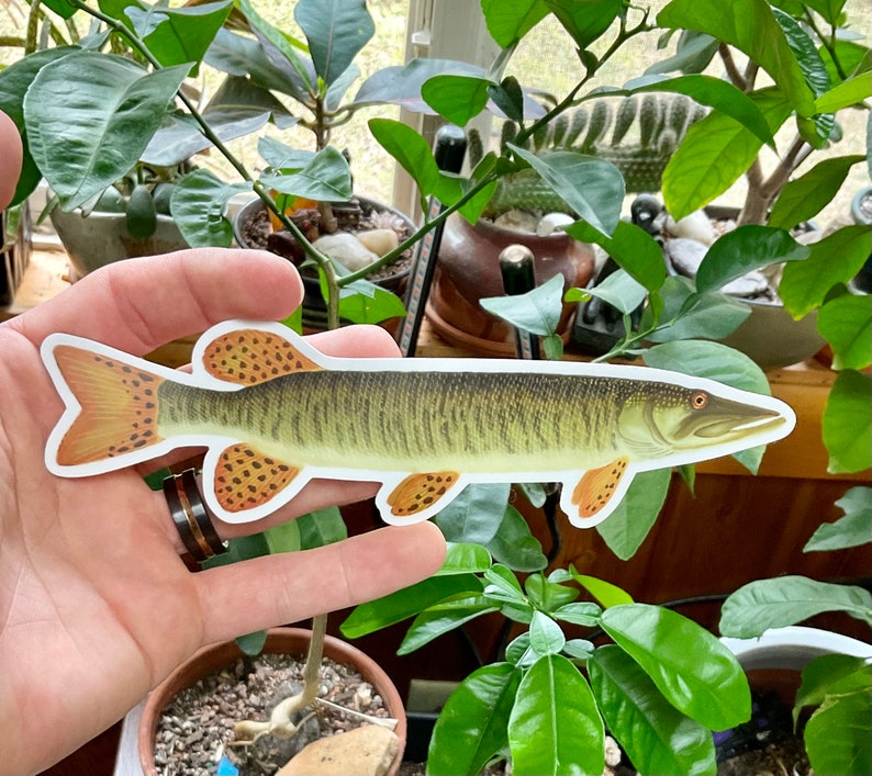 Musky Fishing Sticker - Etsy