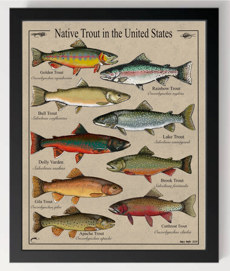 Native Trout in the United States Digital Art Print 8x10 - Etsy