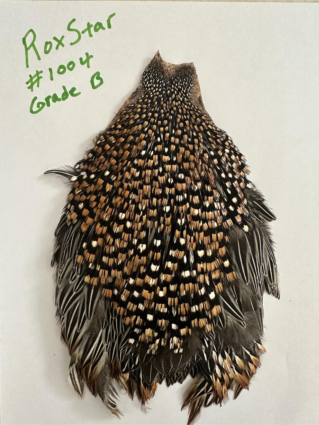 Roxstar Grade B Jungle Cock Cape – Fish-ready, Wallet-friendly, Pure ...