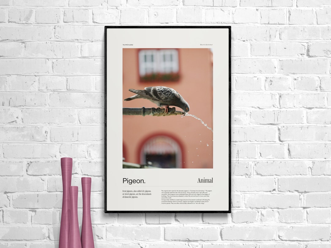 Infographic Poster, Animal Print, Pigeon Wall Art, Bird Photo Print ...