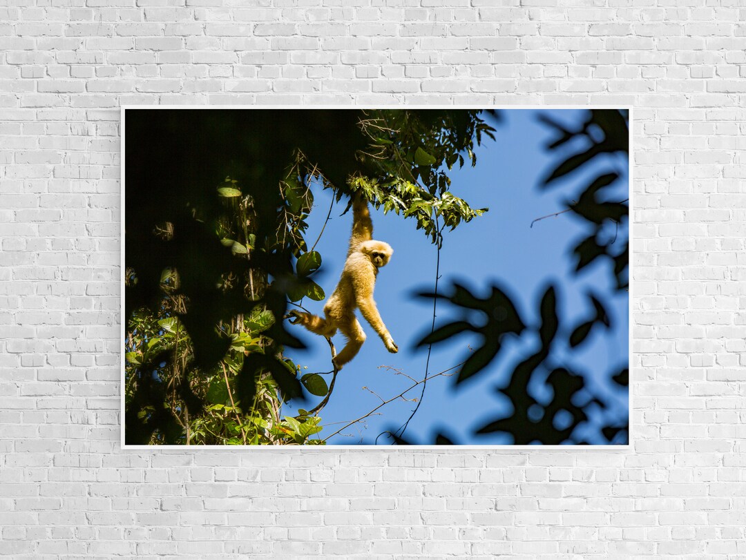 Flight of the Gibbon Poster, White Gibbon, Khao Yai National Park ...